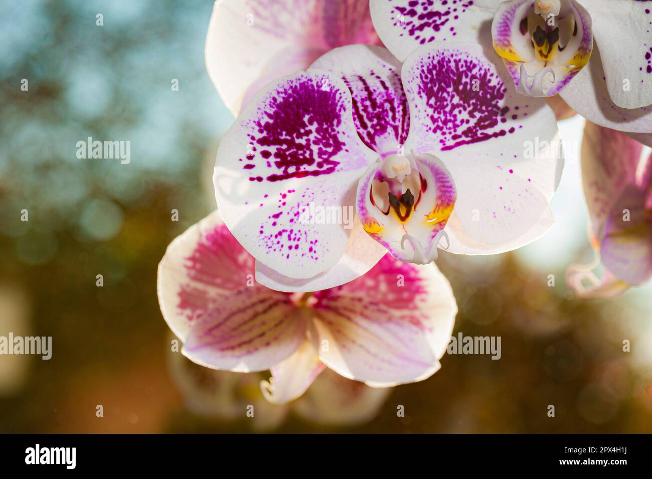 Close up of purple and white scattered flower of orchid Stock Photo - Alamy