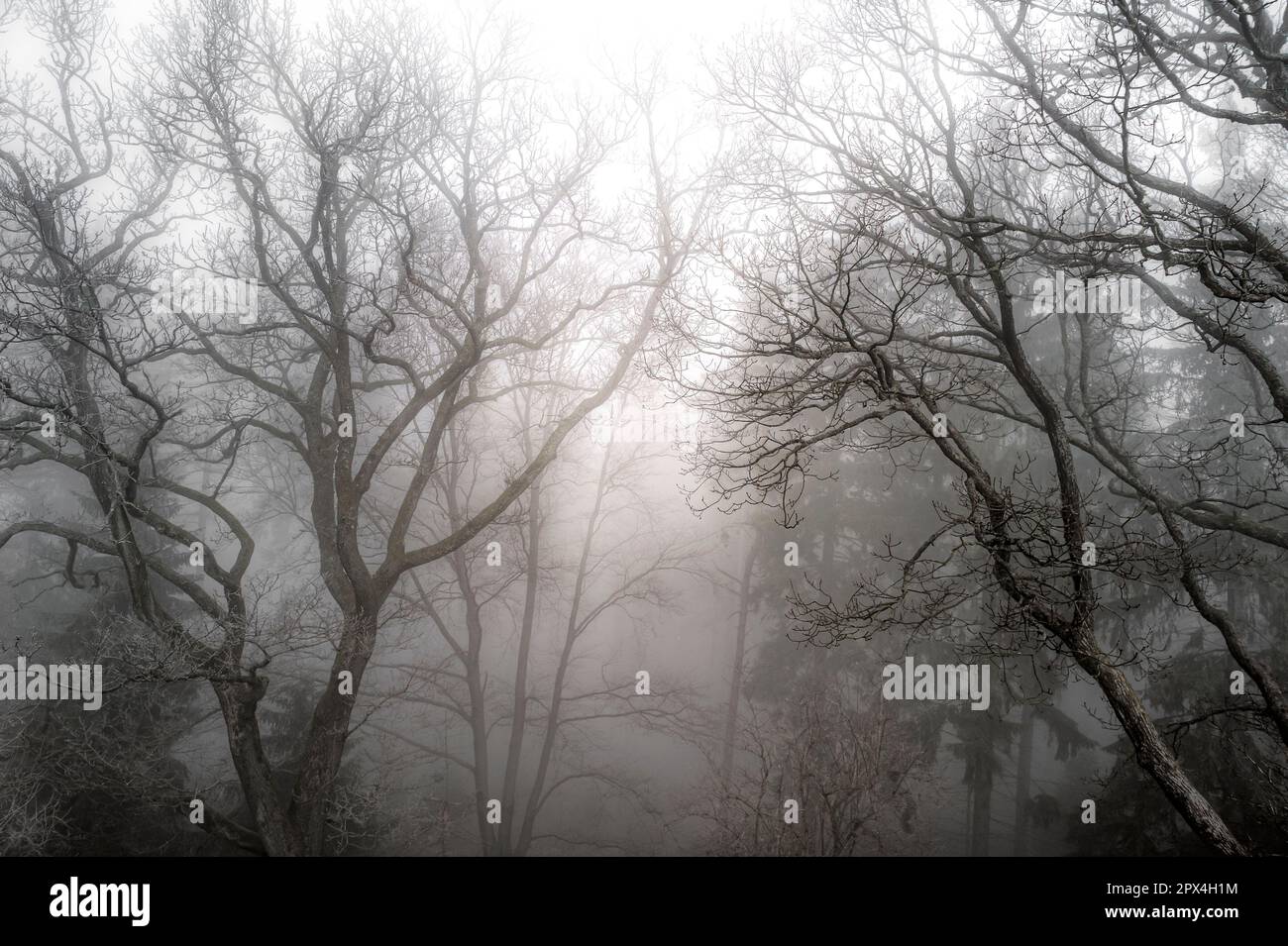 Mystical mixed or natural forest in winter without snow, permeated with ...