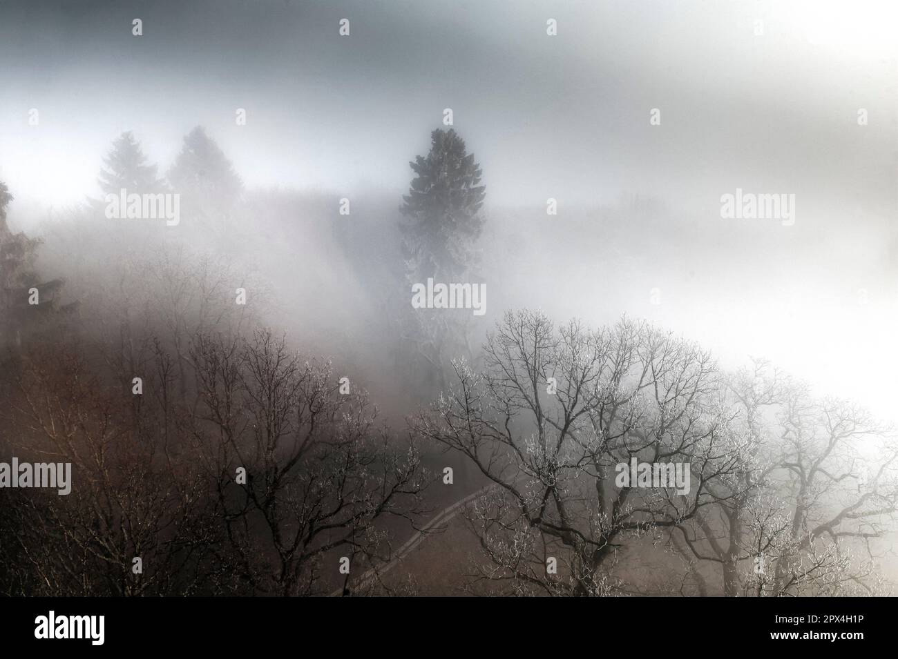Mystical mixed or natural forest in winter without snow, permeated with ...