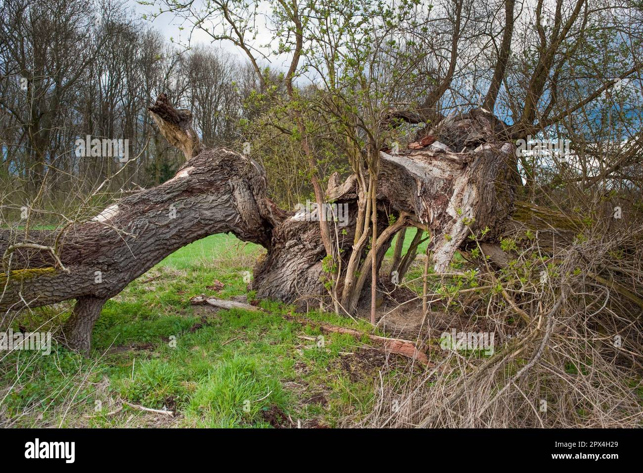 The gnarled, bent and broken apart trunk of a dead deciduous tree Stock ...