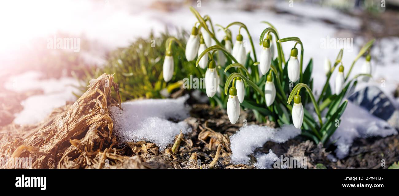 Snowdrop flowers blooming in the snowdrift in the park. View of the ...