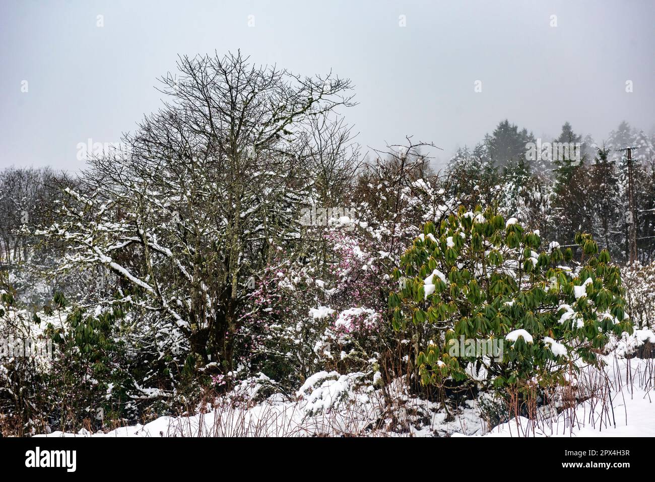 Yumthang Valley, North Sikkim is a paradise on earth, which is full of ...