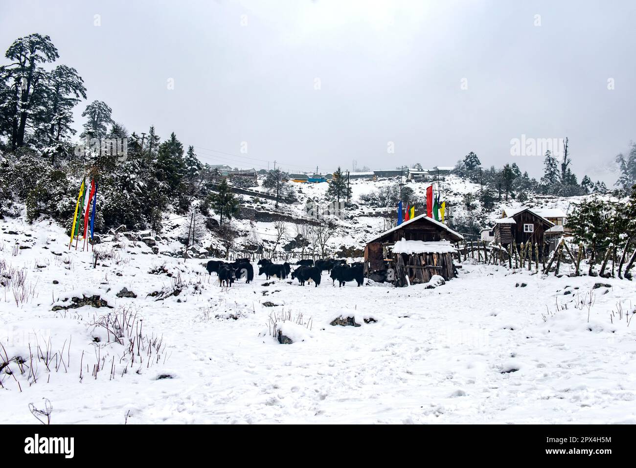 Yumthang Valley, North Sikkim is a paradise on earth, which is full of ...