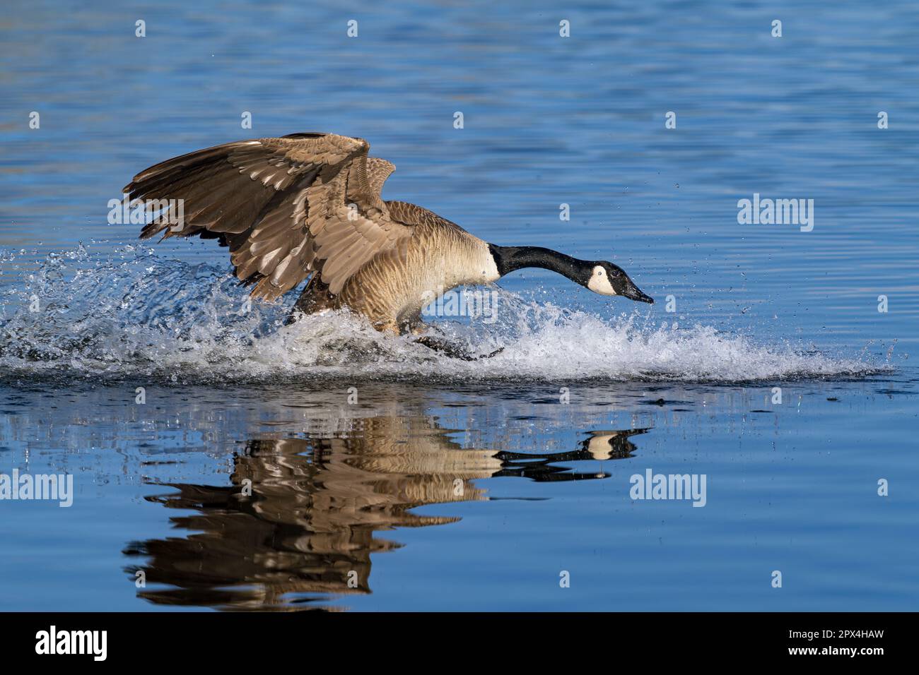 A Canadian Goose coming in for a landing in a lake at a high rate of ...