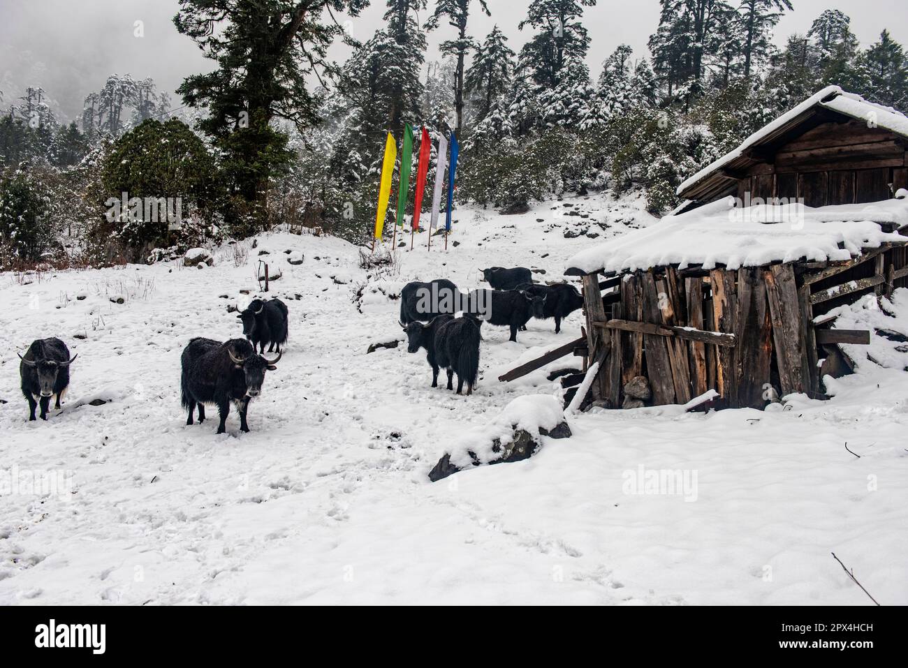 Yak Safari in Sikkim. Yumthang Valley, North Sikkim is a paradise on ...