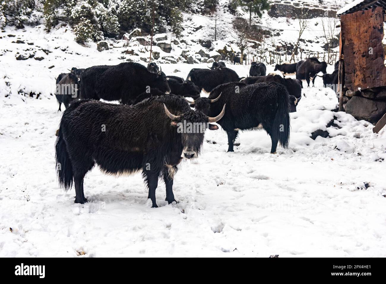 Yak Safari in Sikkim. Yumthang Valley, North Sikkim is a paradise on ...