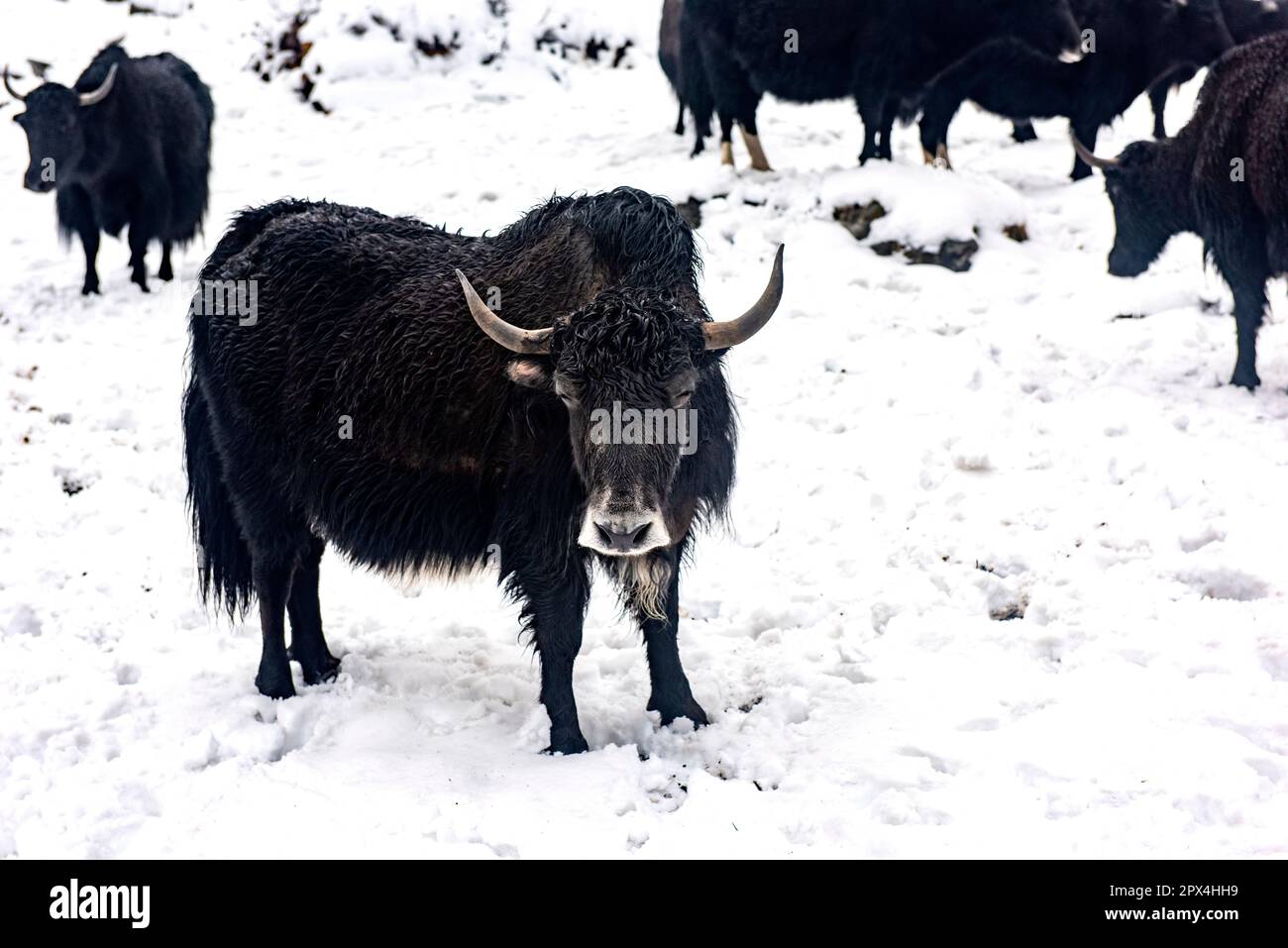 Yak Safari in Sikkim. Yumthang Valley, North Sikkim is a paradise on ...
