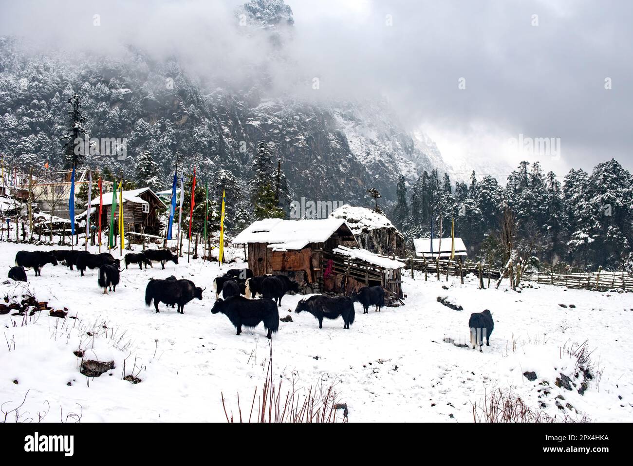 Yumthang Valley, North Sikkim is a paradise on earth, which is full of ...