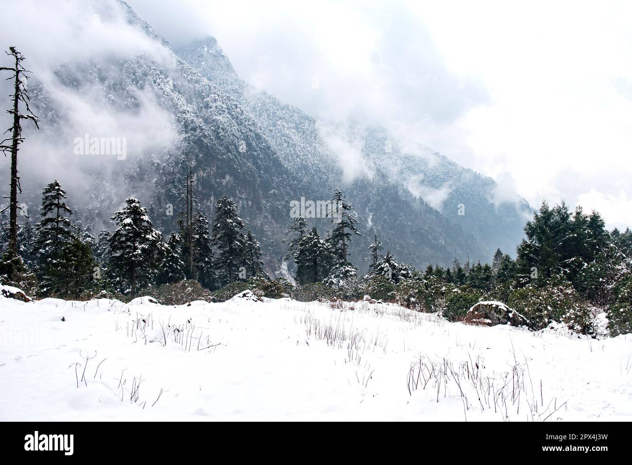 Yumthang Valley, North Sikkim is a paradise on earth, which is full of ...