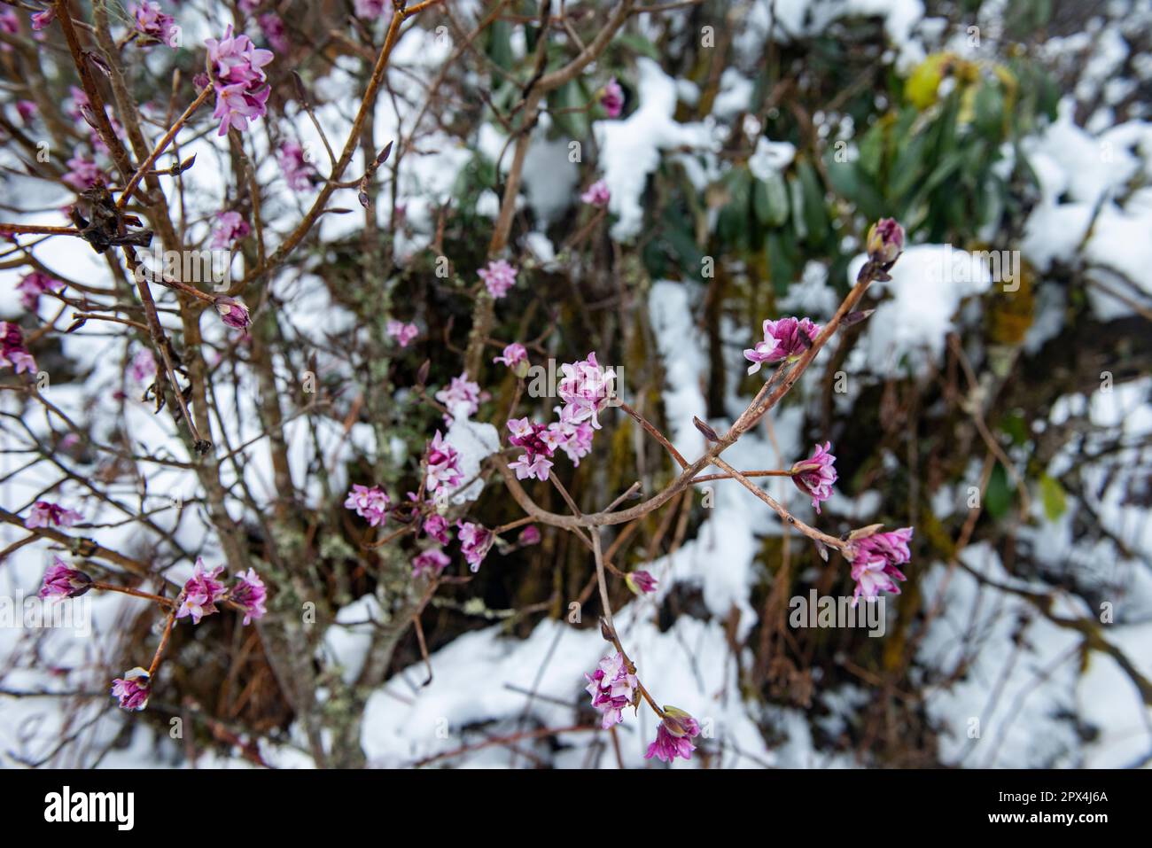 Yumthang Valley, North Sikkim is a paradise on earth, which is full of ...
