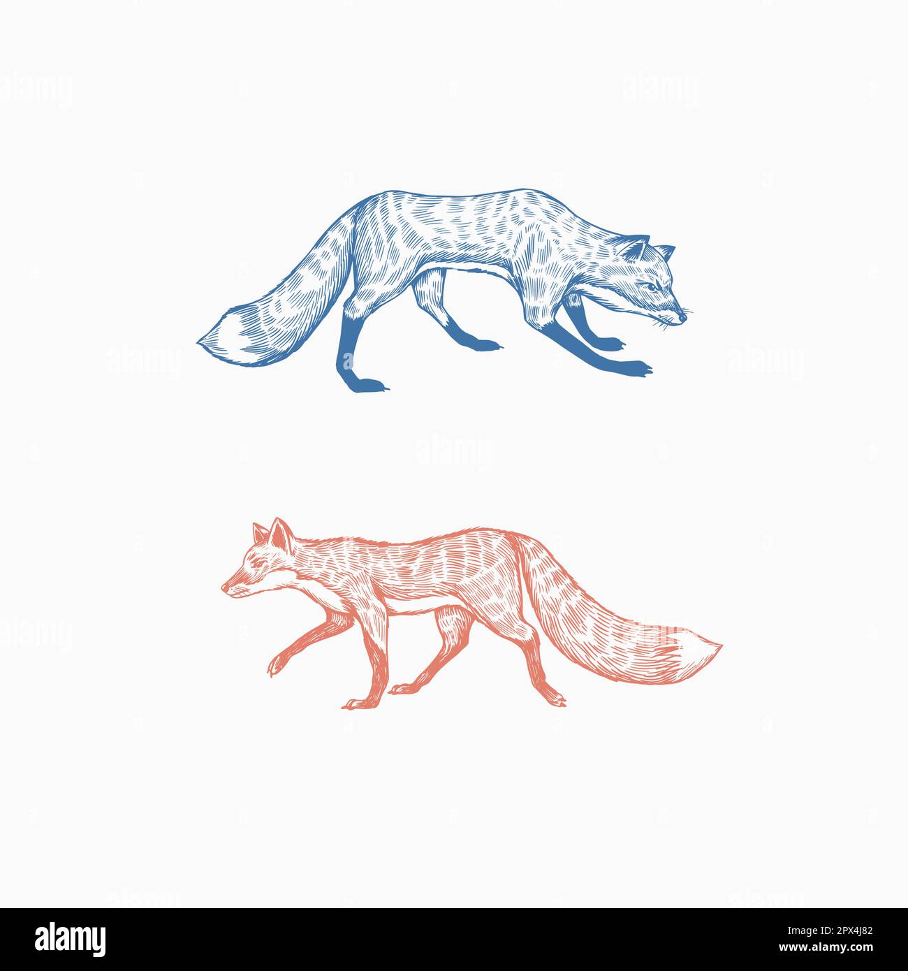 Vintage Fox Illustration Tumblr