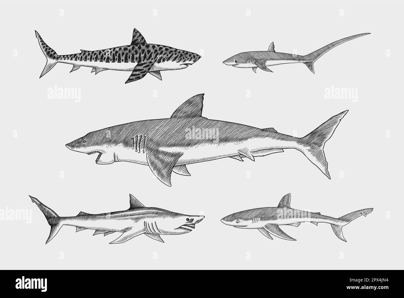 Sharks set.Great white shark, Sixgill sawshark. Basking Sand Tiger ...