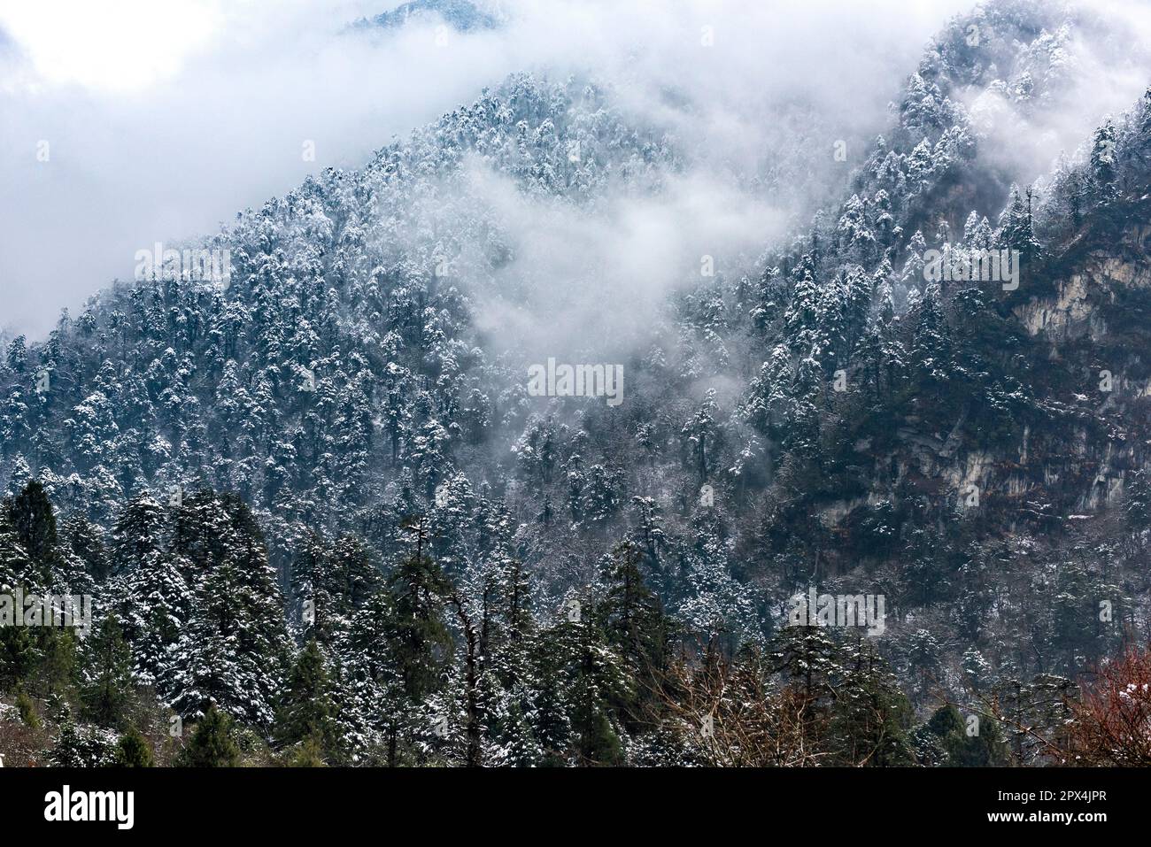 Yumthang Valley, North Sikkim is a paradise on earth, which is full of ...