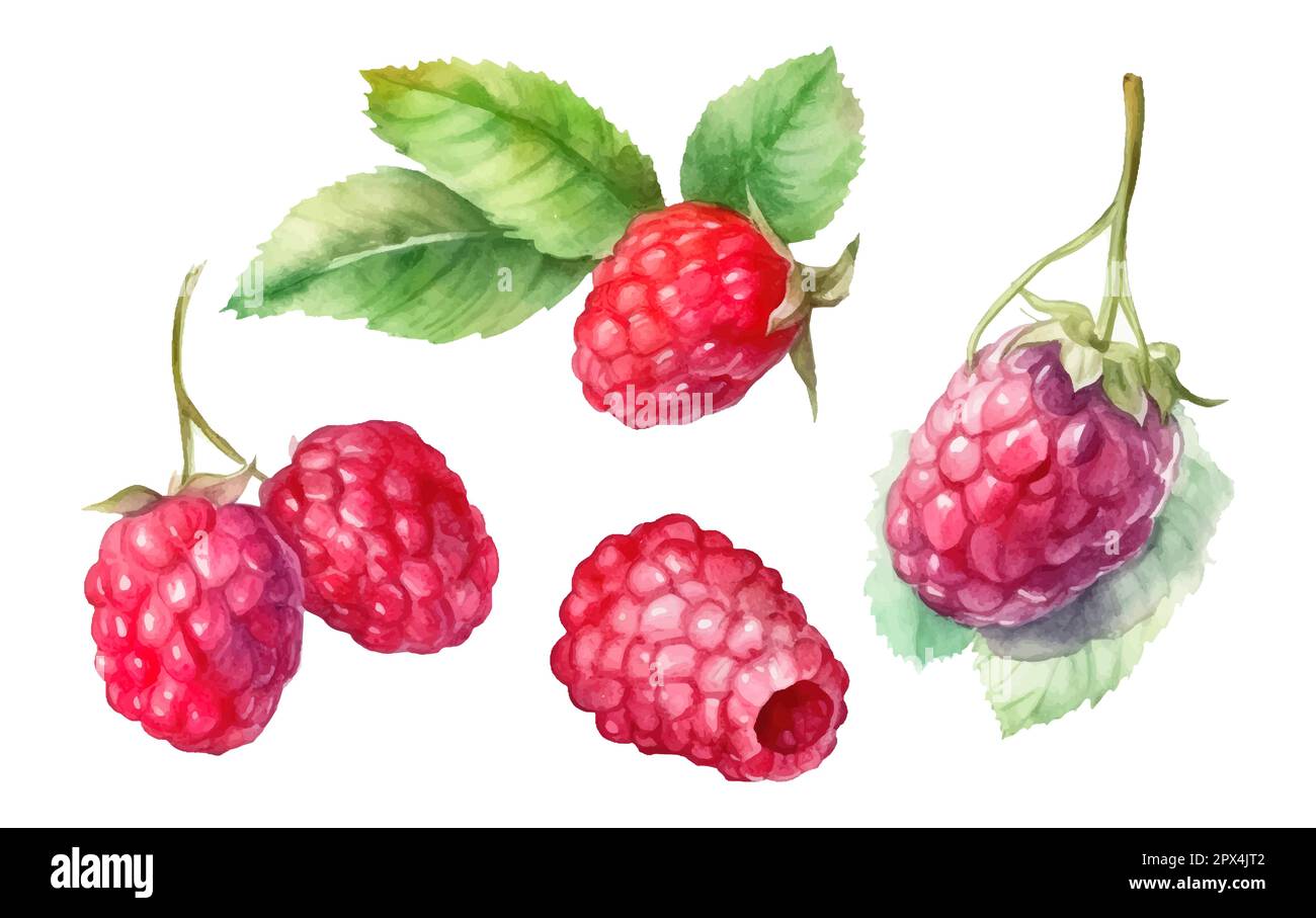 set vector watercolor illustration of ripe red raspberries isolated on ...