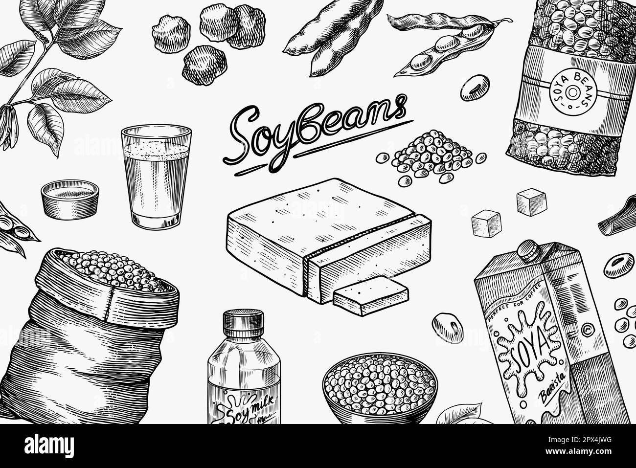 Soya beans. Milk and tofu. Soybean sketch. Pod on plant. Nuts and seeds ...