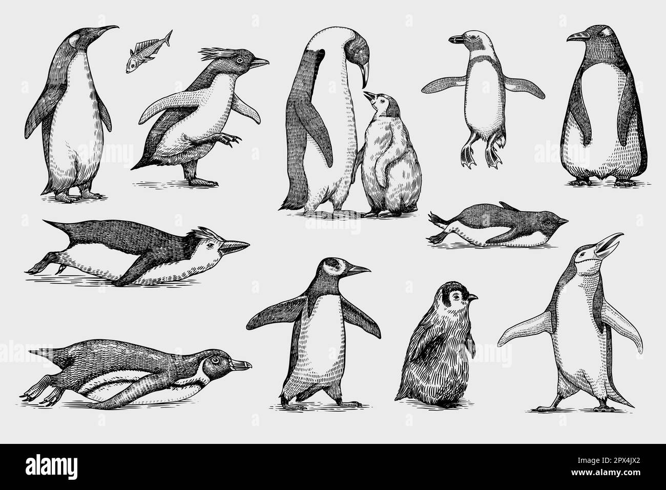 Emperor penguin and cute baby. Adult with juveniles. Small family set ...