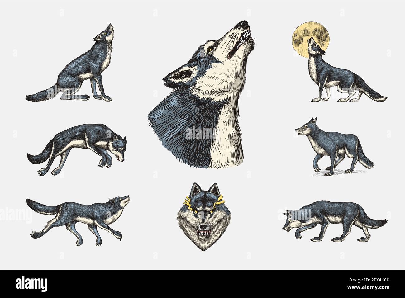 Gray wolf set. Gray wolf. A predatory beast. Wild forest animal. Vector ...