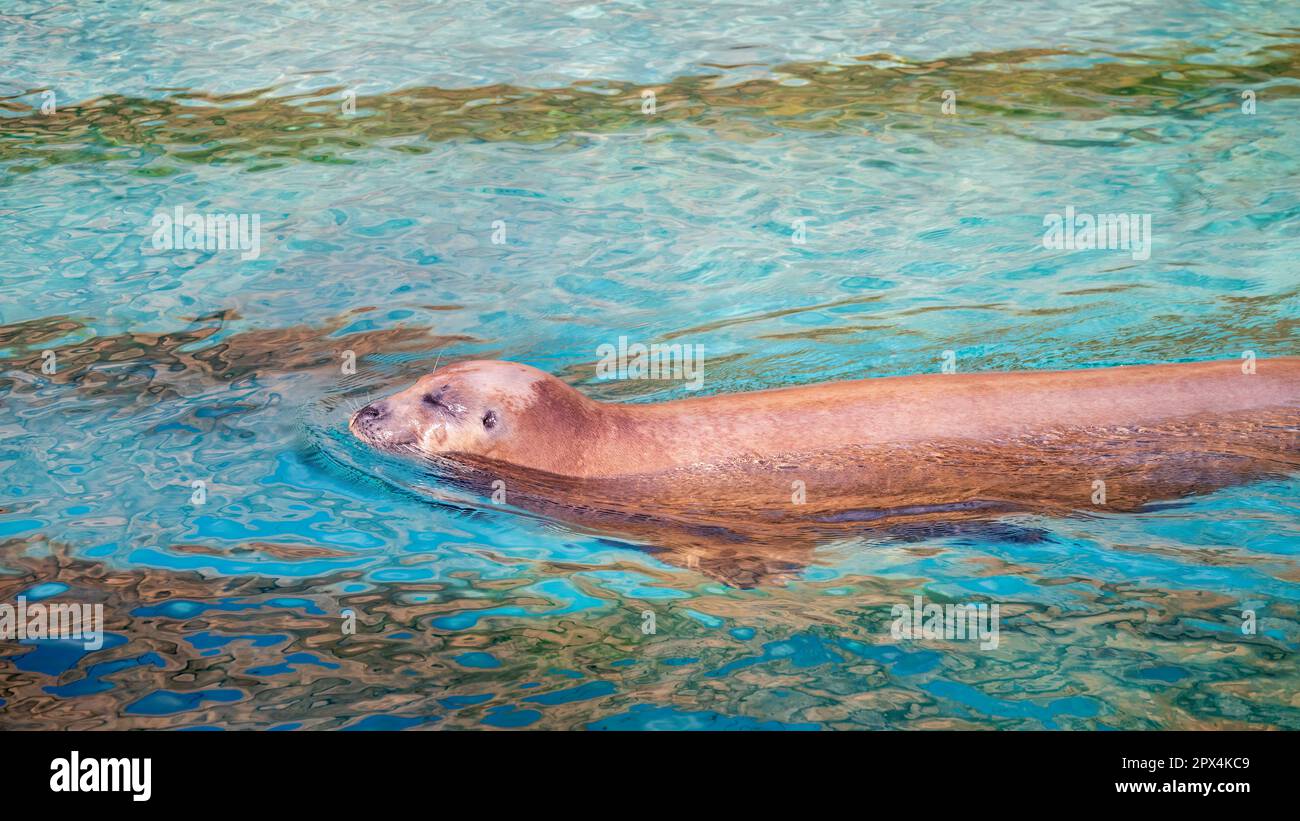 Bearded seal. Tundra in the north of Russia. The bearded seal, also ...