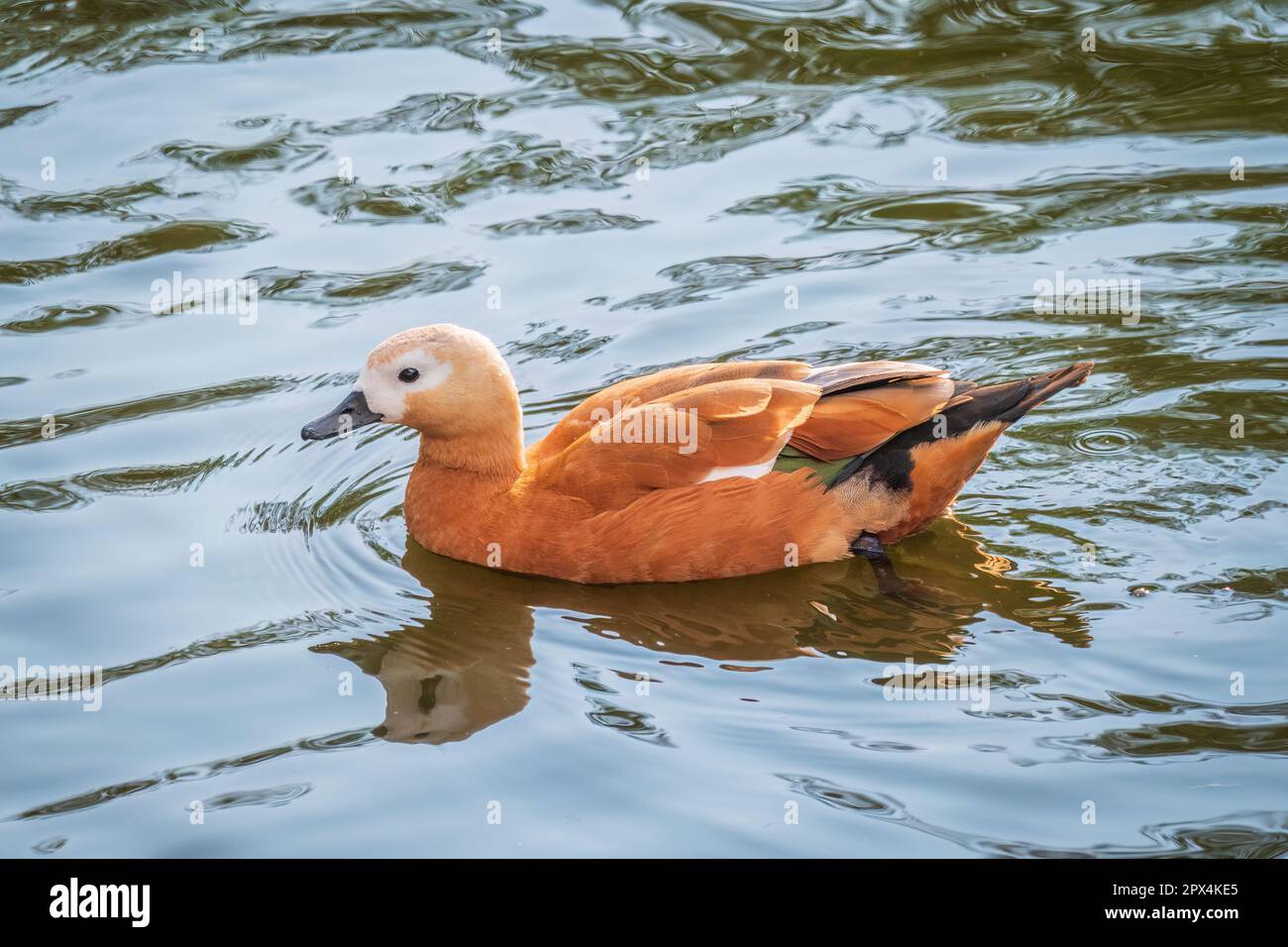 Ruddy Shelduck, or red duck, lat. Tadorna ferruginea, swimming on a ...