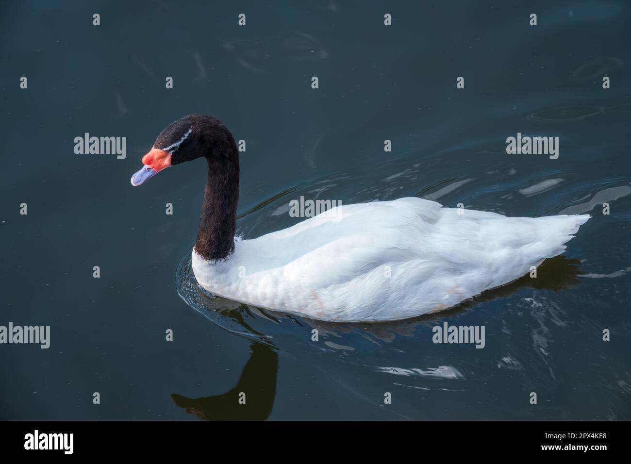 The black-necked swan Cygnus melancoryphus, is a swan that is the ...