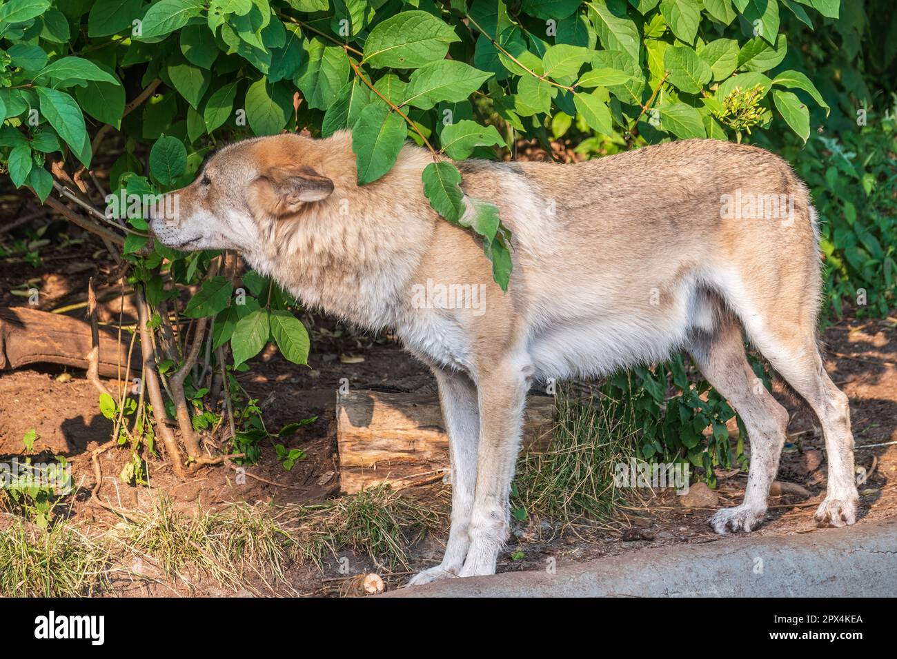 Gray wolf in forest on the green grass. The wolf, Canis lupus, also ...