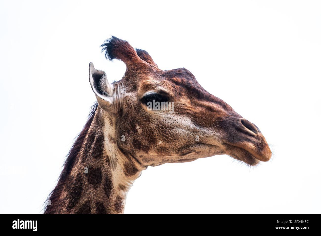 Close-up giraffe head isolated on white background. Giraffes head ...