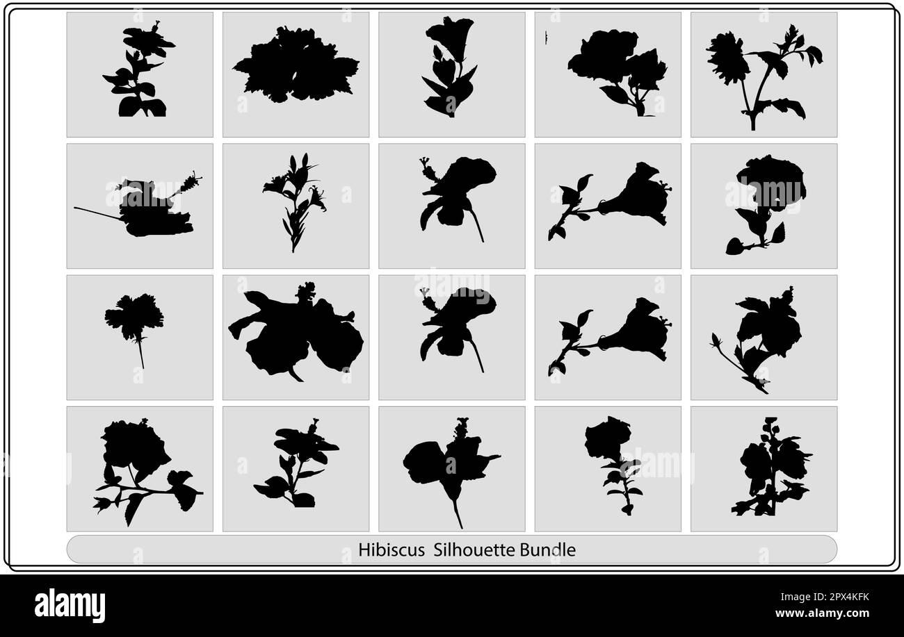 Vector Hibiscus Flower