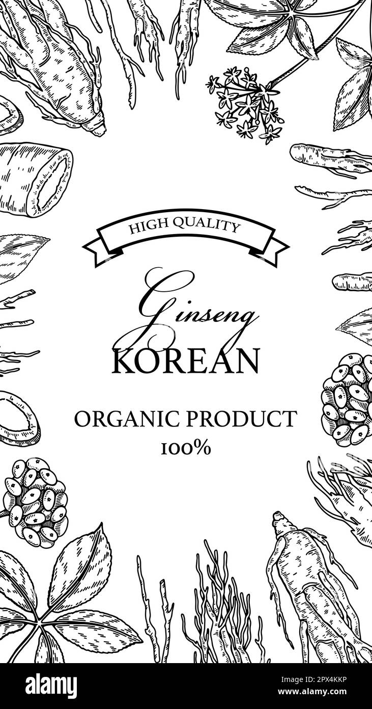 Ginseng vertical design. Hand drawn botanical vector illustration in ...