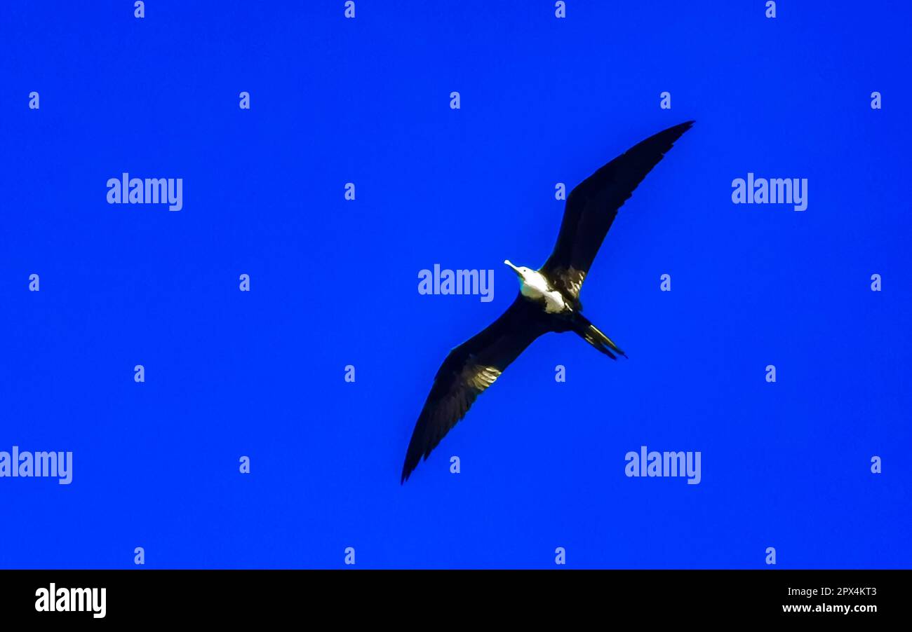Fregat bird birds flock are flying around with blue sky background ...