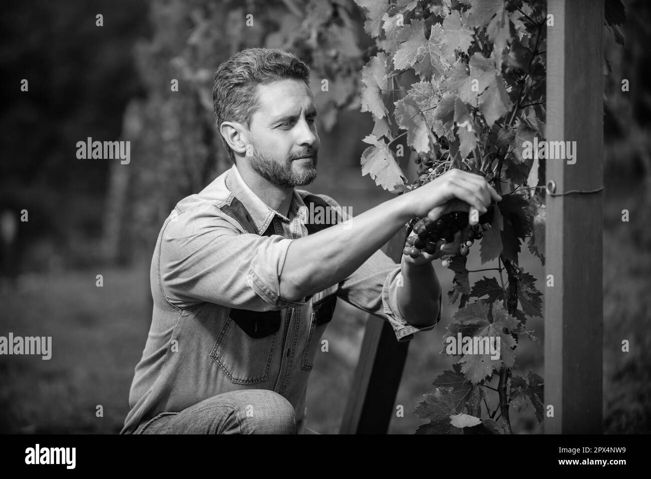 oenologist cut grapes with gardening scissors, farming Stock Photo - Alamy