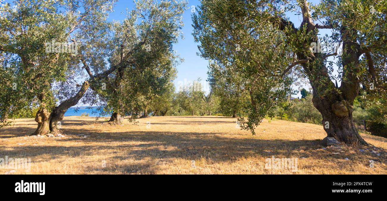 Olive tree cultivation in Italy. Organic outdoor plantation in rural ...