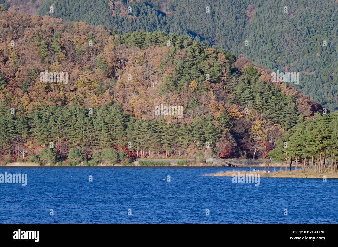 Lake Kawaguchi and mixed forest. Fujikawaguchico. Yamanashi Prefecture ...