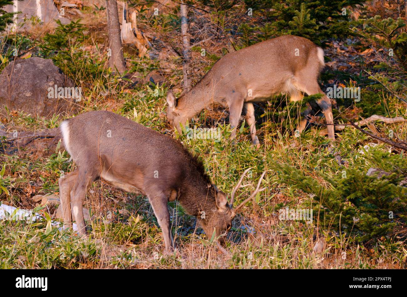 Pair of sika deer Cervus nippon yesoensis grazing. Shiretoko National ...