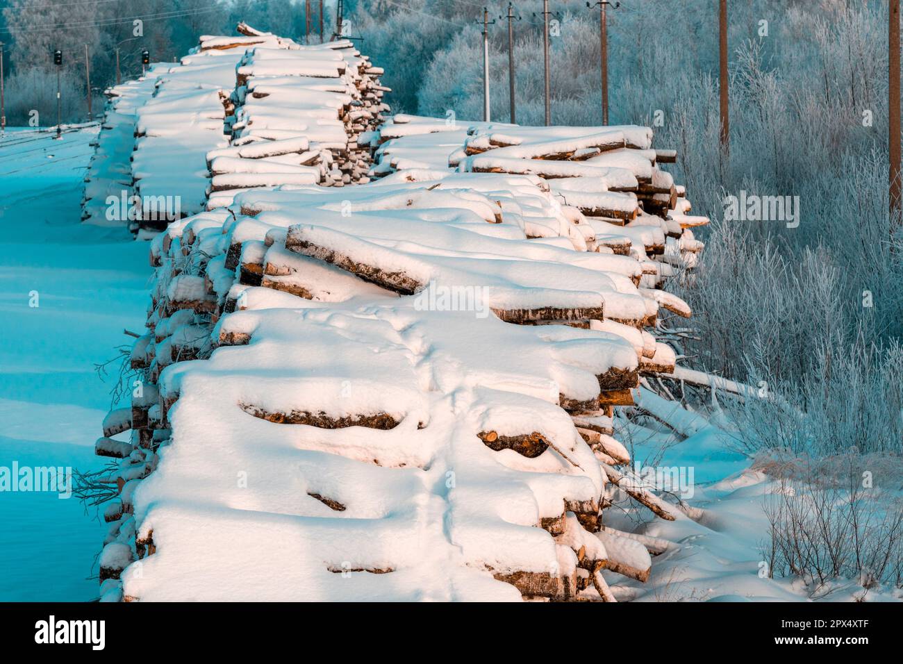 Stacked trunks of trees covered with a snow.. Timber wood industry ...