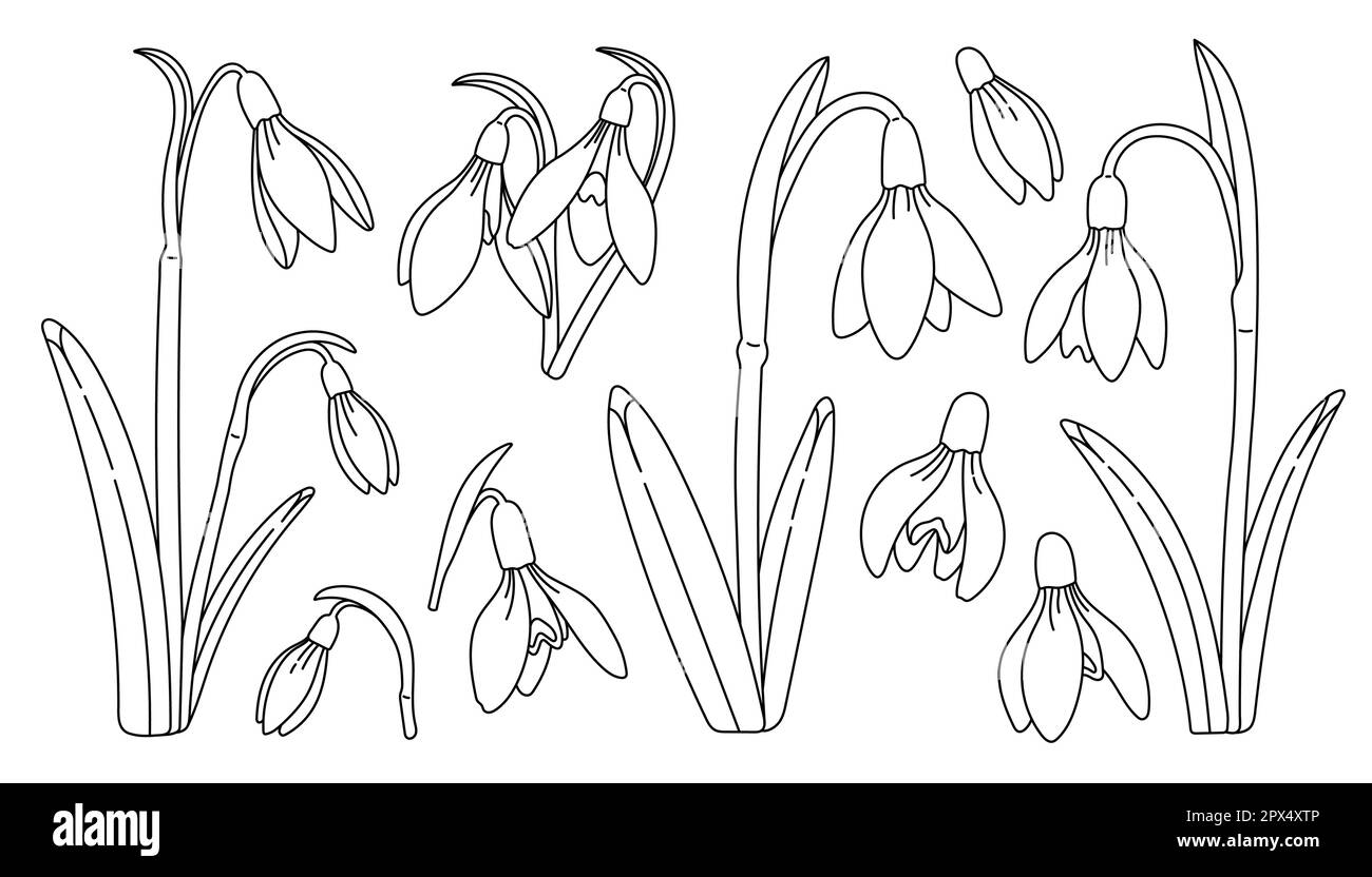 Snowdrop flowers set black and white. Spring wildflower sketch. Blossom ... Snowdrop flowers set black and white. Spring wildflower sketch. Blossom ...