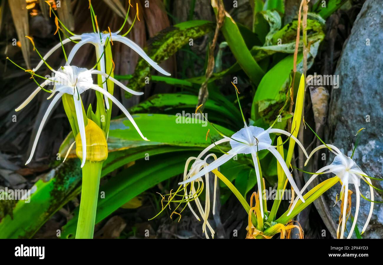 Hymenocallis caribaea caribbean spider-lily unique style white flower ...