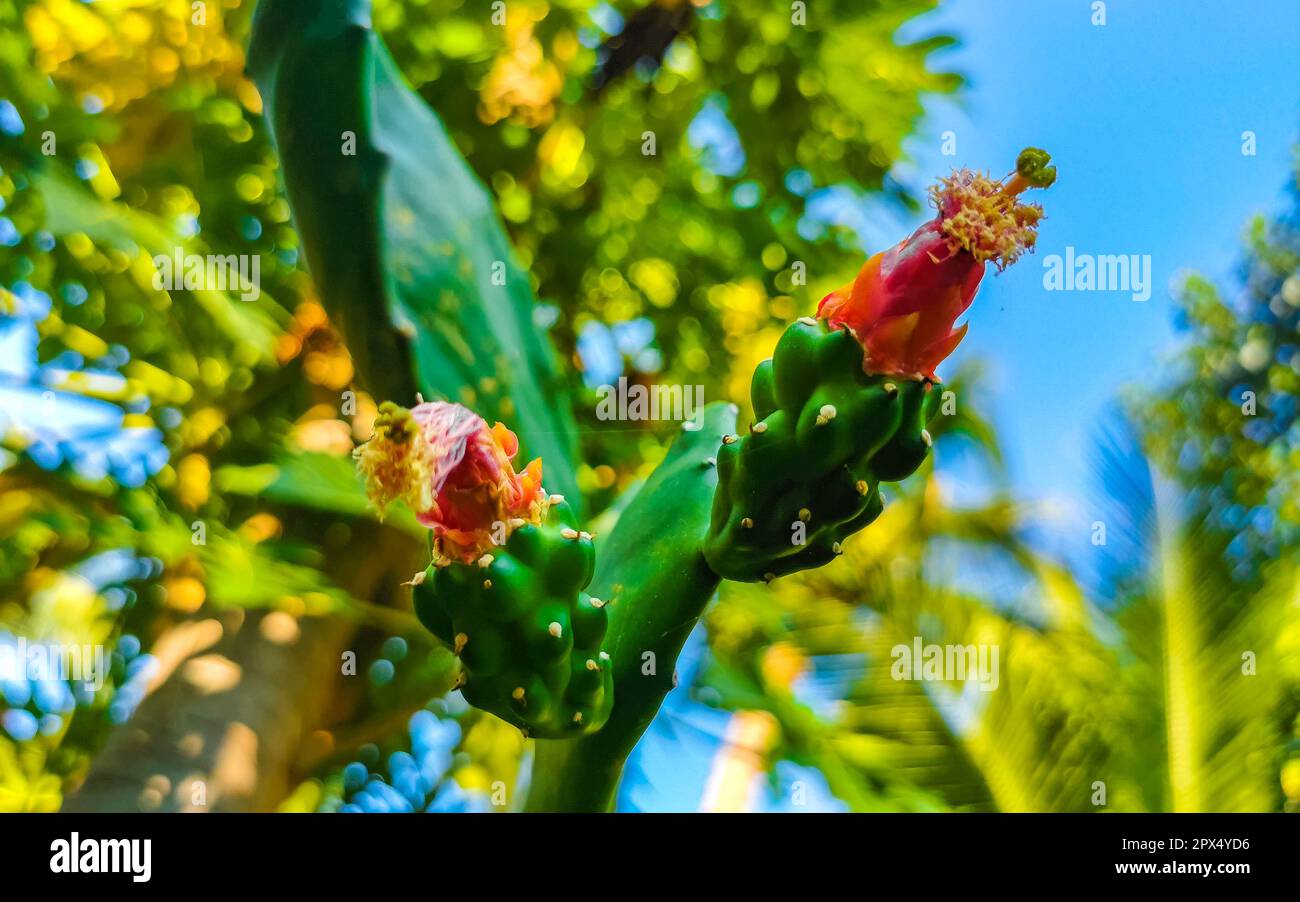 Tropical mexican cacti cactus jungle plants trees and natural forest ...