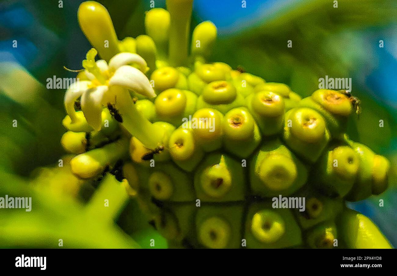 Noni fruit Morinda citrifolia with flowers popular with ants in ...