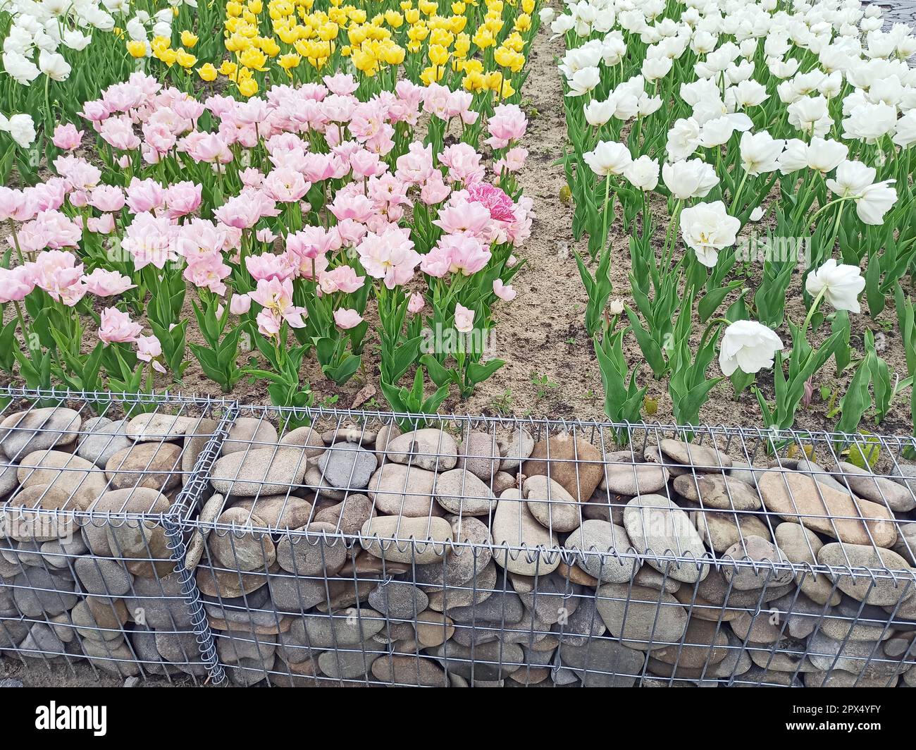 Landscape design with tulips. Tulips bloom in flower bed surrounded by stone fence. modern ...