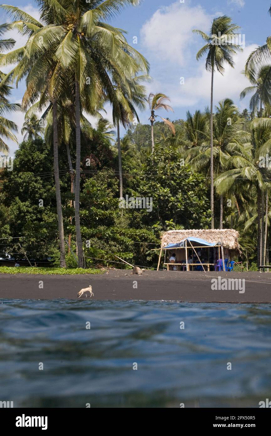 Dog on black volcanic sand beach near shack with coconut trees from sea ...