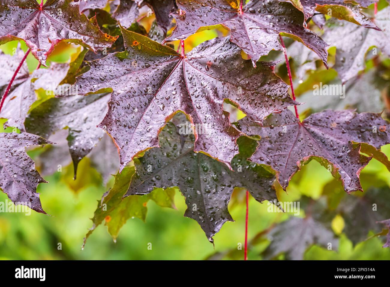 Acer platanoides, the Norway maple, fresh wet maple leaves with rain ...