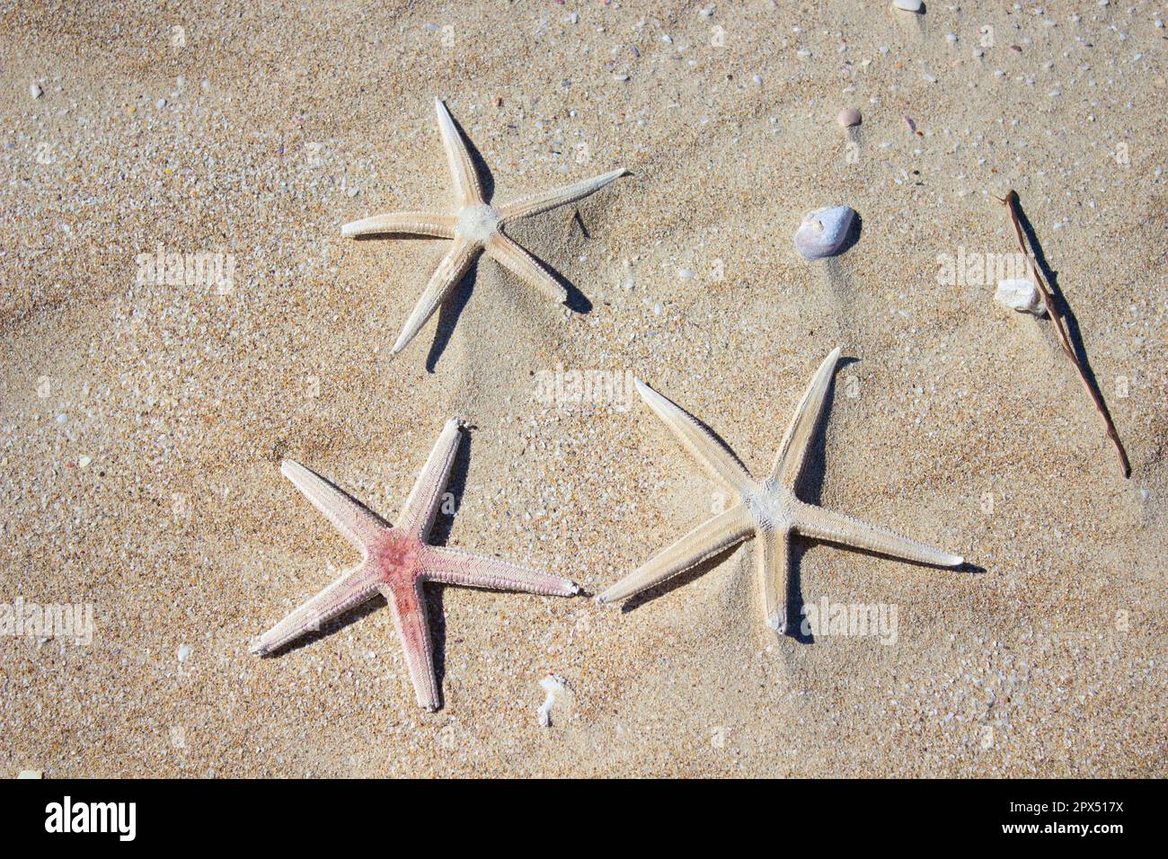 Tube feet starfish hi-res stock photography and images - Alamy