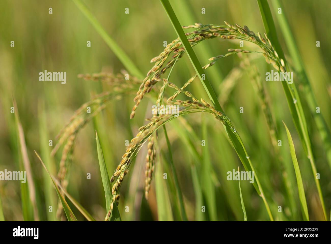 Rice sheaf in rice paddy field in East Java in Indonesia Stock Photo ...