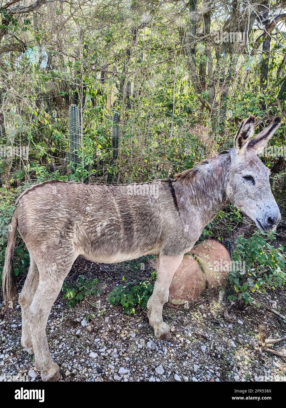 A view of a donkey in the caribbean on the island of Bonaire under a ...