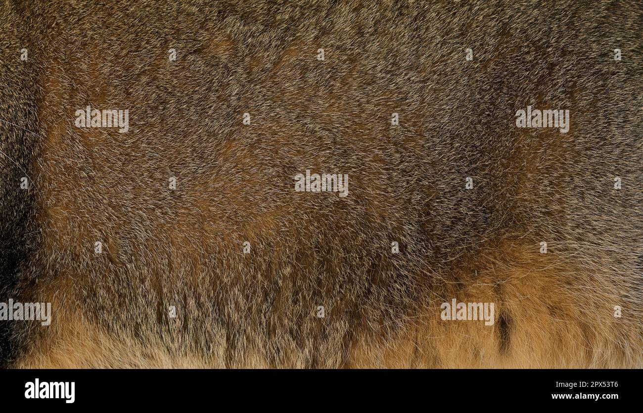 Gray cat fur texture, full frame Stock Photo - Alamy