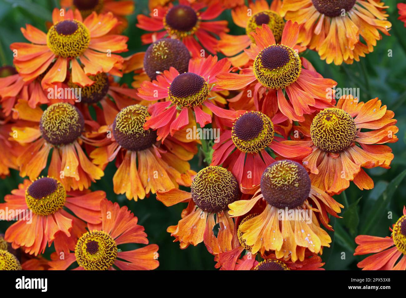 Orange sneezeweed, Helenium unknown species and variety, flowers in ...