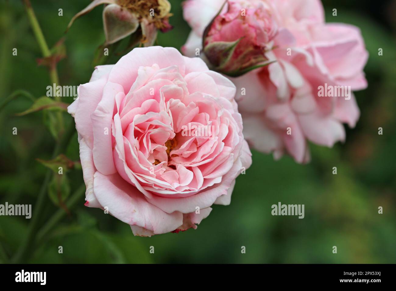 Pink rose flower, Rosa species of unknown variety, in close up with a ...