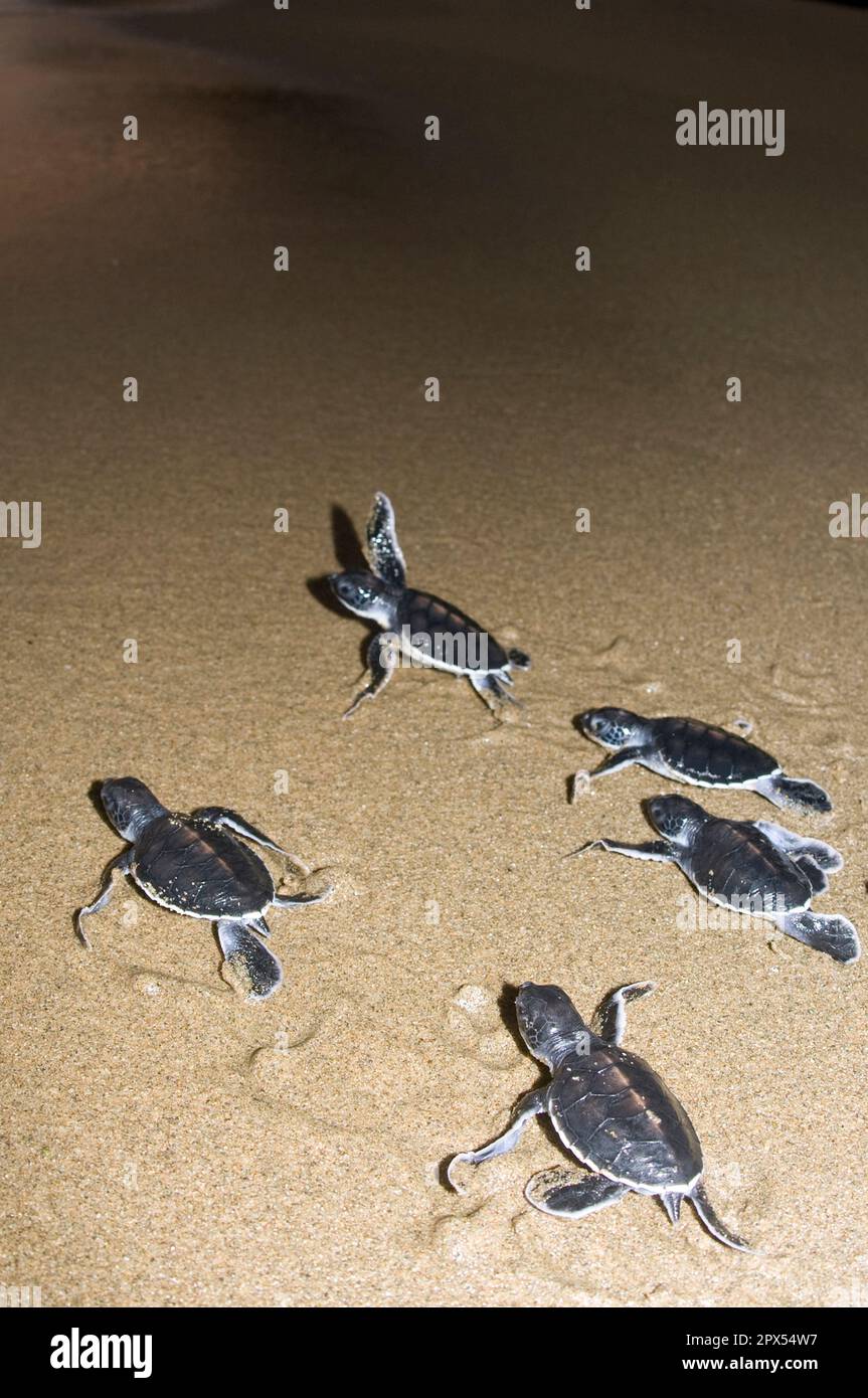 Group of green sea turtles on beach hi-res stock photography and images ...