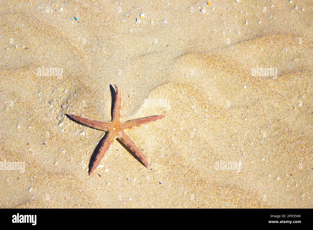 Tube feet starfish hi-res stock photography and images - Alamy