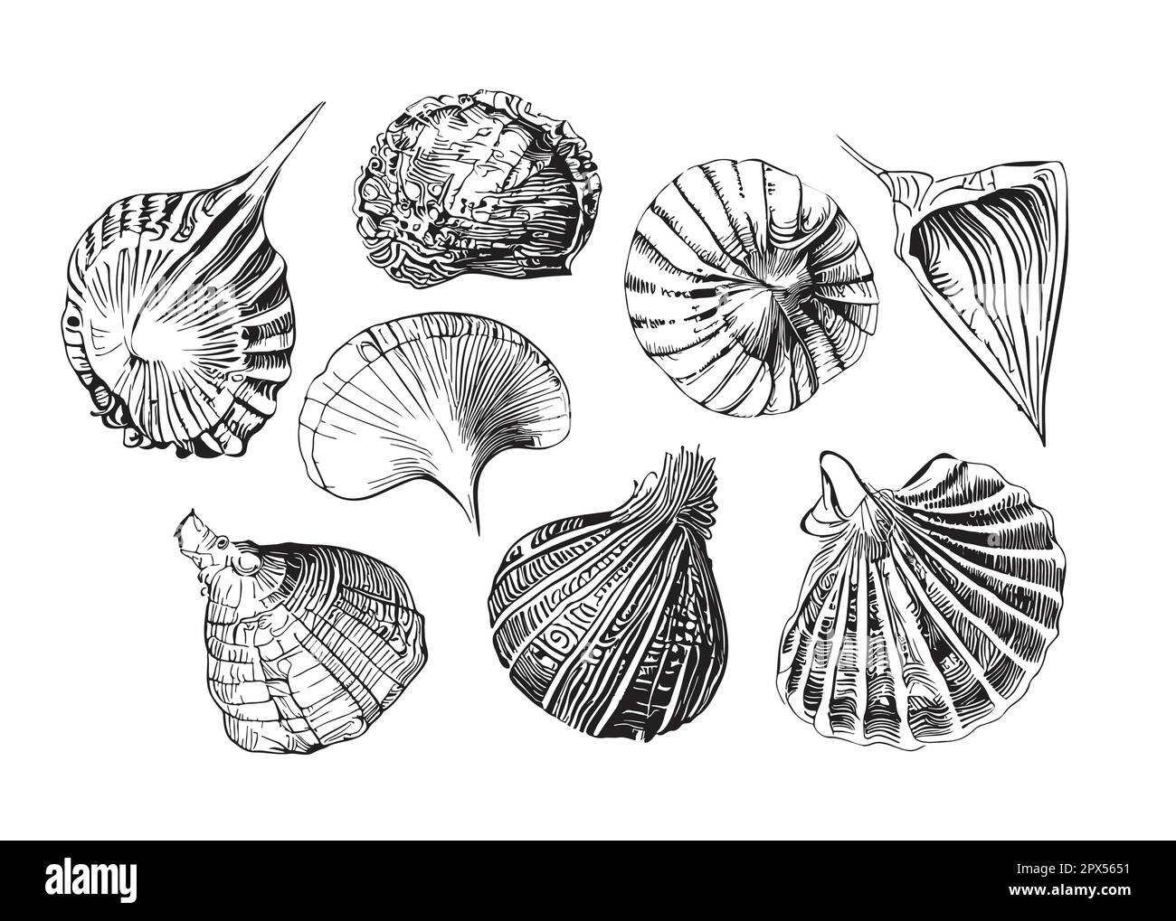 Seashells set hand drawn sketch illustration Sea animals Stock Vector ...